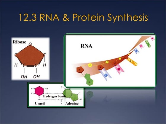 science Protein Synthesis Quarter 3 Grade 10.pptx