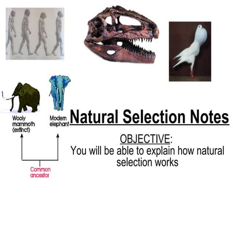 5.03 natural selection | PPT