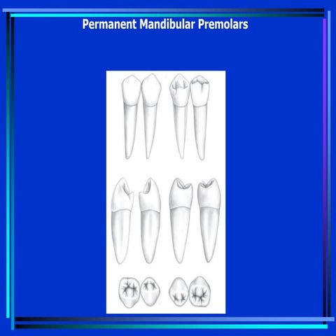 12-Mandibular Premolars-bg.ppt