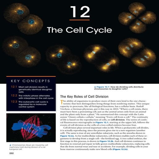 12 the cell cycle | PDF