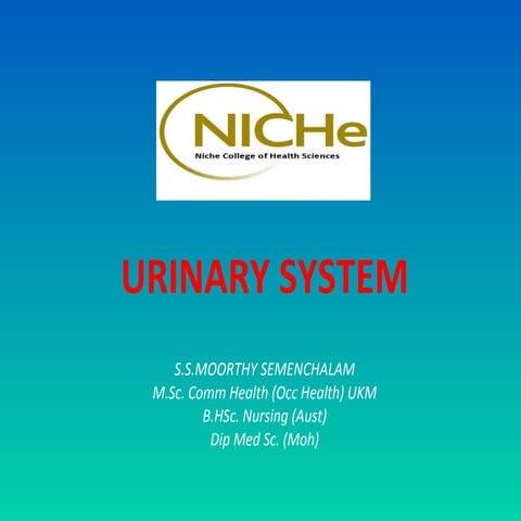 12. urinary system | PPT