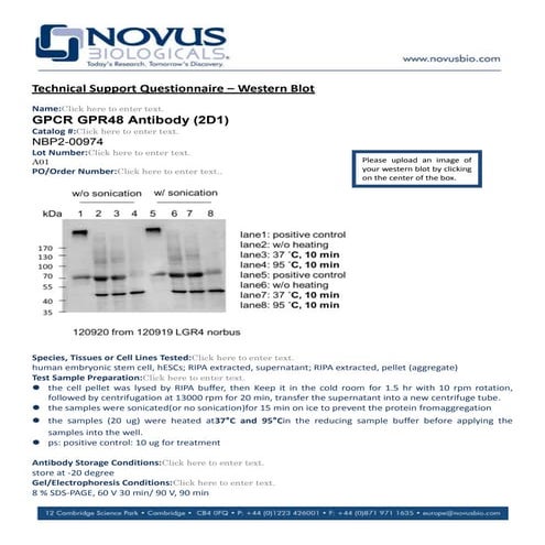 VIROMER® ONE RED - a standardized transfection reagent for plasmid DNA ...
