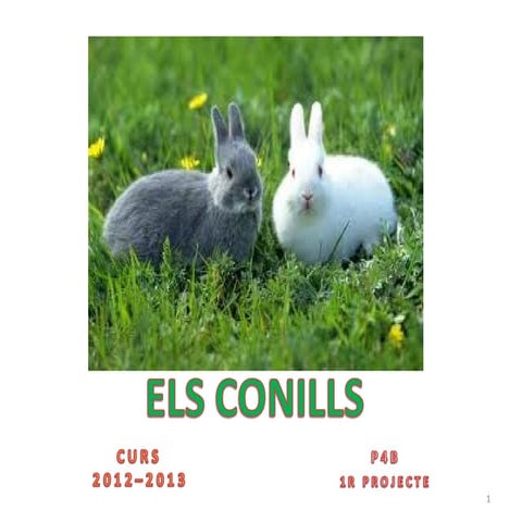 12 13 p4 b 1 projecte conills | PPT