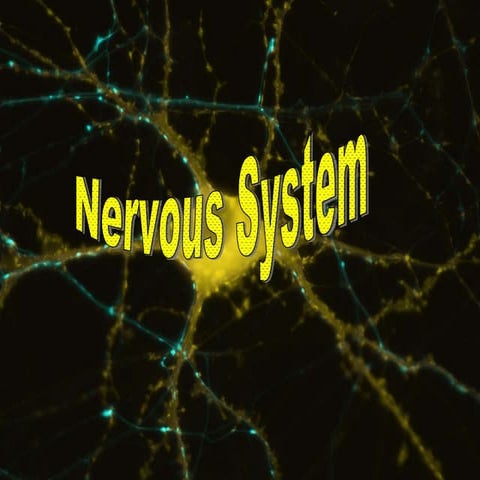 121 Week 9 Nervous System | PPT
