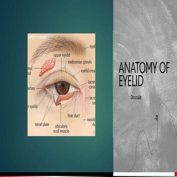 anatomy of eyelid ophthalmology presentation | PPTX