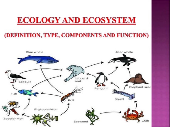 Ecosystem Project Organizer for Students | PDF