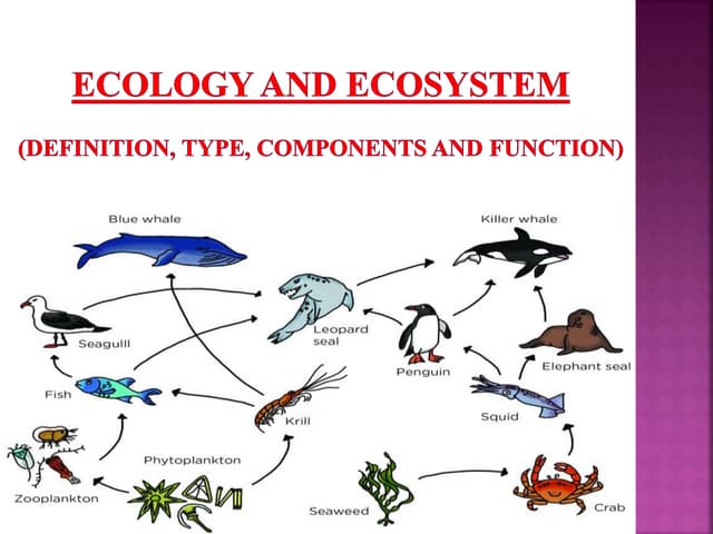 Some Major Ecosystem | PDF | Geography | Science