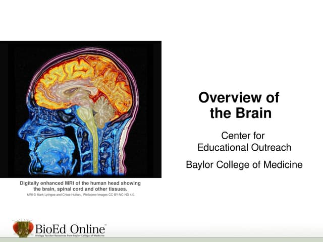 The Human Brain, Its Parts and Functions | PPTX