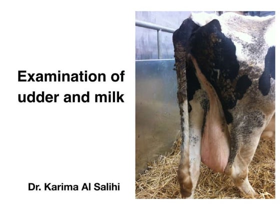 Mastitis in cattle, buffalo | PPT | Ear, Nose and Throat Conditions ...