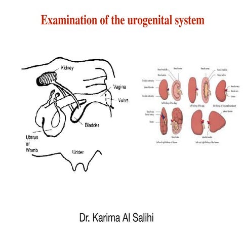 12 examination of the urogenital system | PDF