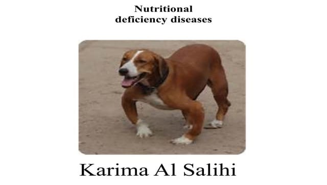 Rickets In Dogs