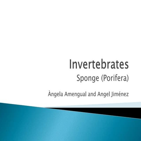 invertebrates sponge | PPT