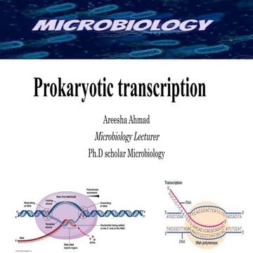 DPT - Prokaryotic Transcription | PPTX | Biological Sciences | Science