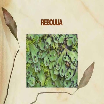 Reboulia: features, anatomy, morphology etc. | PPTX