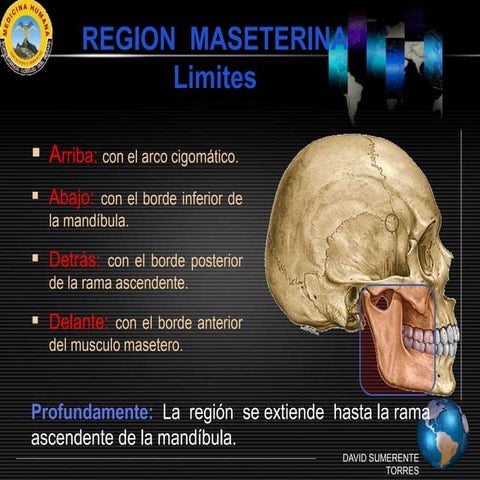Anatomía de la Región Maseterina | PPTX