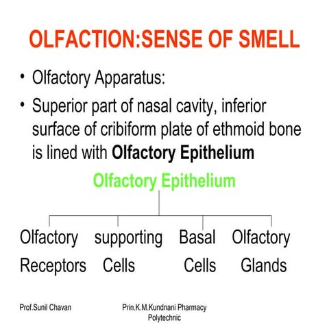 12 special senses | PPT | Ear, Nose and Throat Conditions | Diseases ...