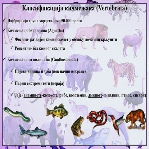 13. Osnovna klasifikacija kicmenjaka. kolouste | PPTX