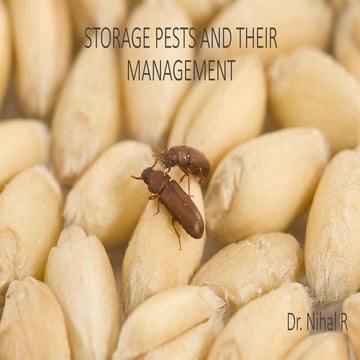 13.-STORAGE-PESTS.pdf pests in wheat and pulses | PDF