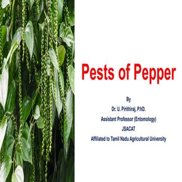 Pests of Pepper_Identification_IPM_Dr.UPR.pdf