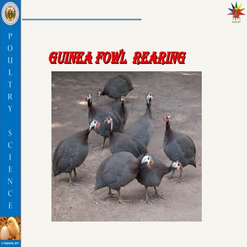 13._GUINEA_FOWL in poultry science animal husbandry.ppt