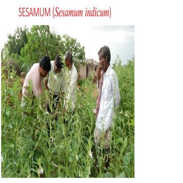 13. Sesame crop. production technology | PPTX