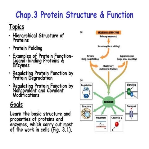 Protein structure and receptor function | PPT