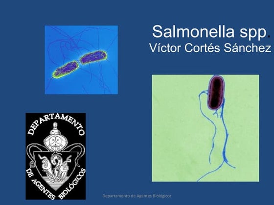Salmonella | PPTX | Infectious Diseases | Diseases and Conditions