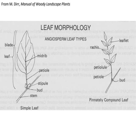 130901 pu woody plant list 1 slides | PDF