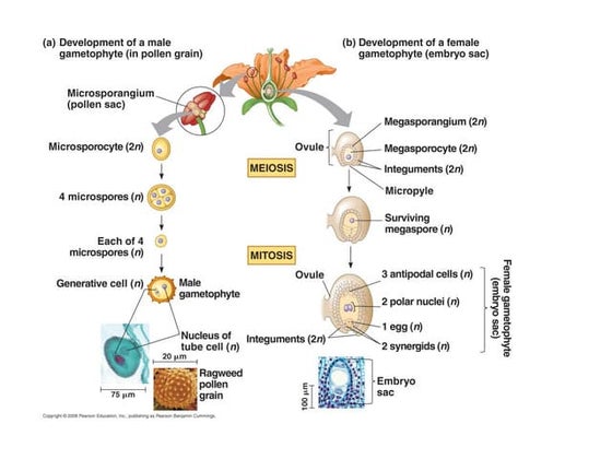 Synergids and its functions , reproductive biology of angiosperms | PPT