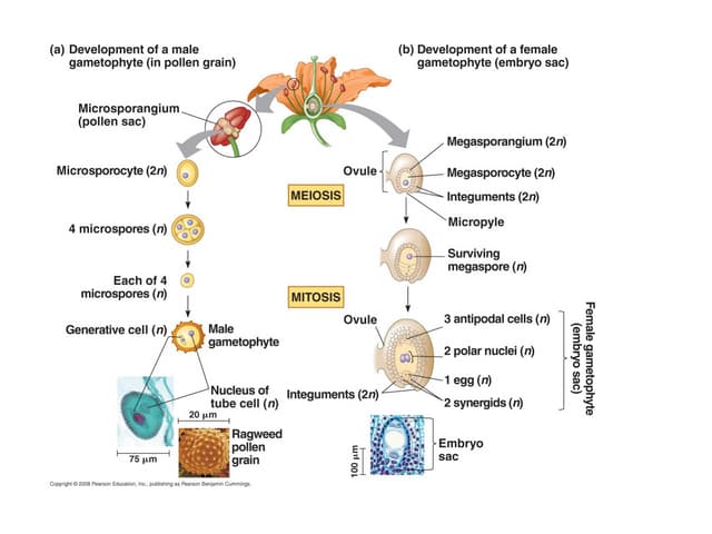 Plant embryo development | PPTX