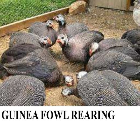 guinea fowl | PPTX