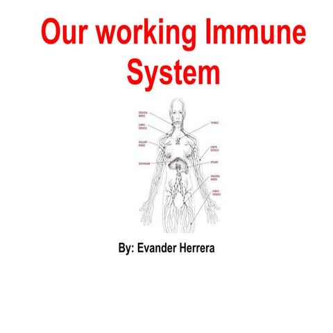 Our Immune System | PPT | Cold and Flu | Diseases and Conditions