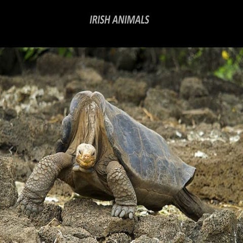1347 irish fauna | PPS