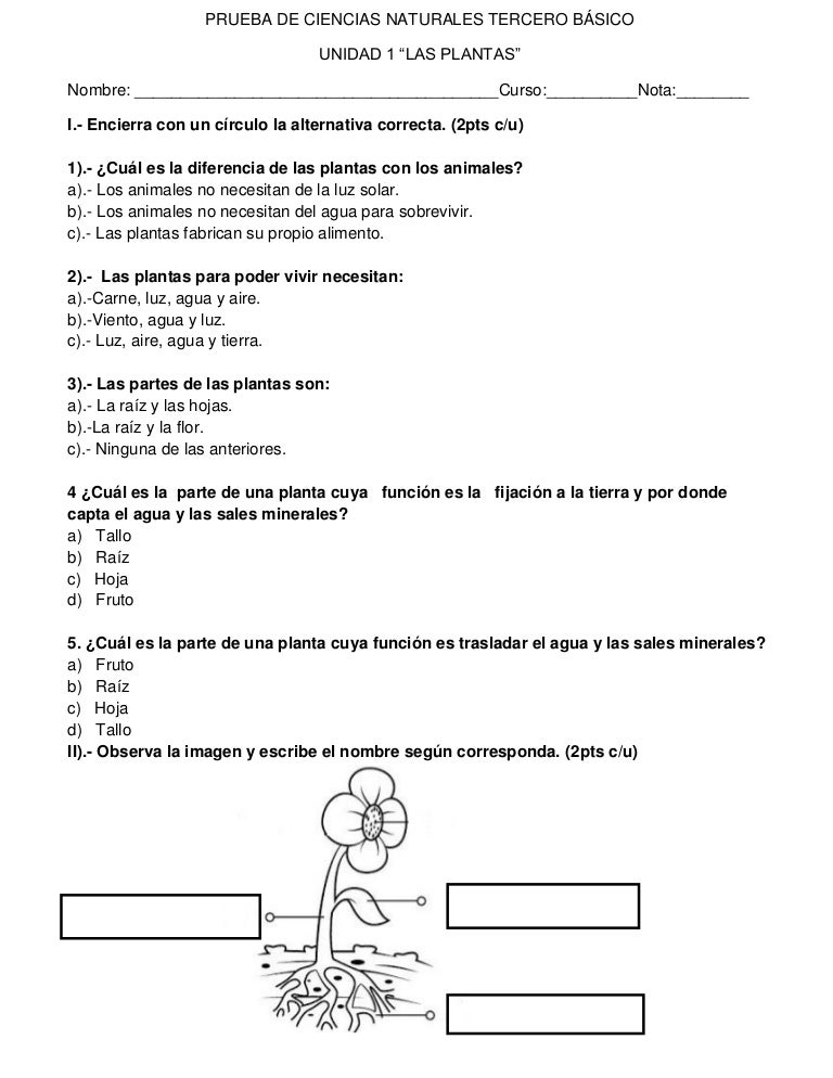 las plantas prueba-de-ciencias-naturales-tercero-basico