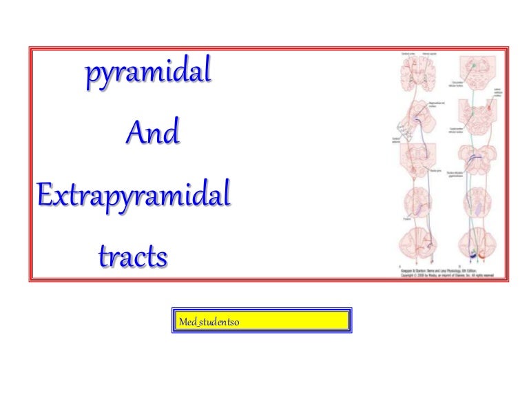 Extrapyramidal System Anatomy And Clinical Importance Kenhub