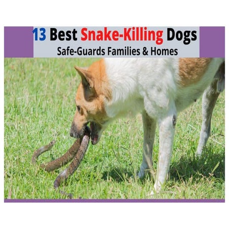 13 BEST SNAKE-KILLING DOGS | PPT