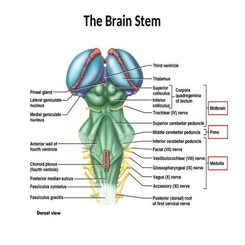 #13 Brain Stem and CSF Anatomy.ppthbbbhh | PPT