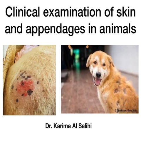 13 clinical examination of skin and appendages in animals | PDF