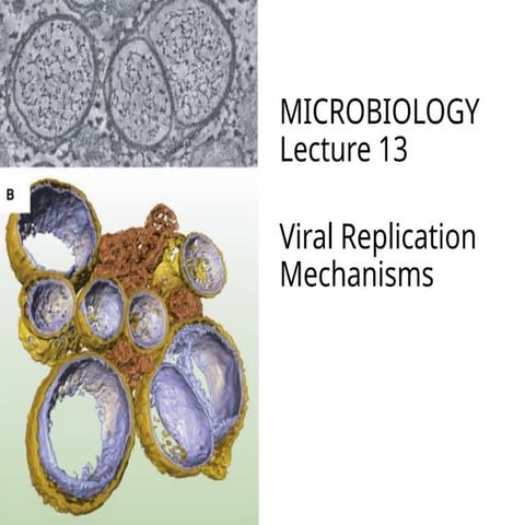 Comprehensive Overview of Viral Replication Mechanisms and Baltimore ...