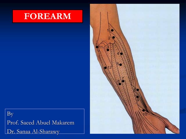 Extensor apparatus hand | PPT