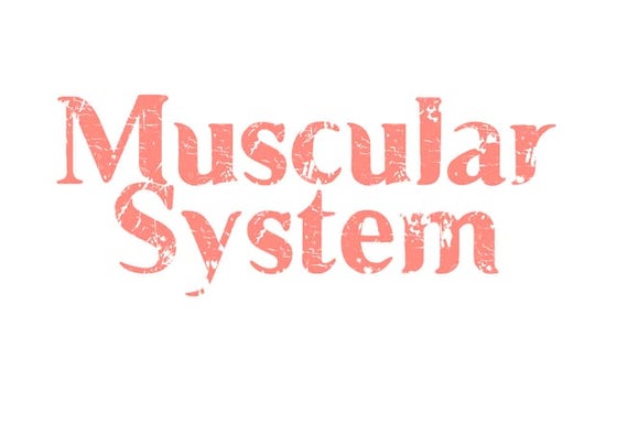 The muscular system powerpoint | PPT