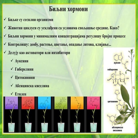 14. Biljni hormoni | PPTX