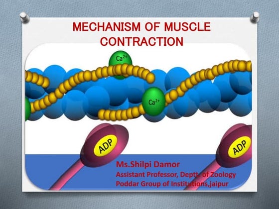 Sliding filament theory muscle contraction | PPT