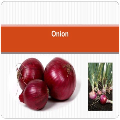 14.Onion.pptx