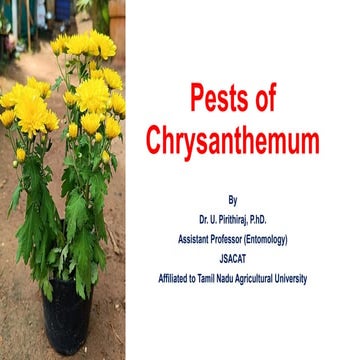 Pests of Chrysanthemum_Identification_Dr.UPR.pdf