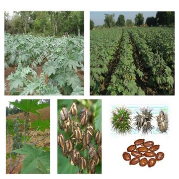 13. Sesame crop. production technology | PPTX