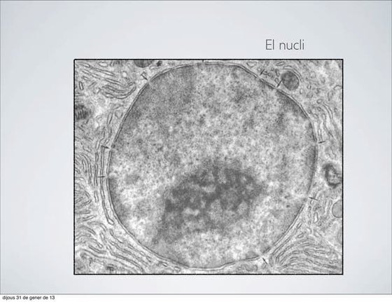 La placenta i altres estructures annexes | PPT