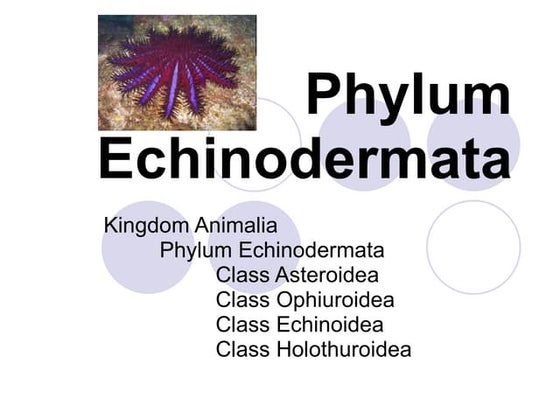 External part of Body (oral & ab oral Surface) , Pedicellaria & water ...