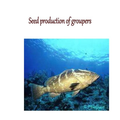 14 - Seed production of groupers.ppt