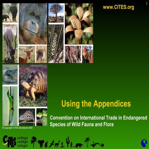Using Appendices Ppt